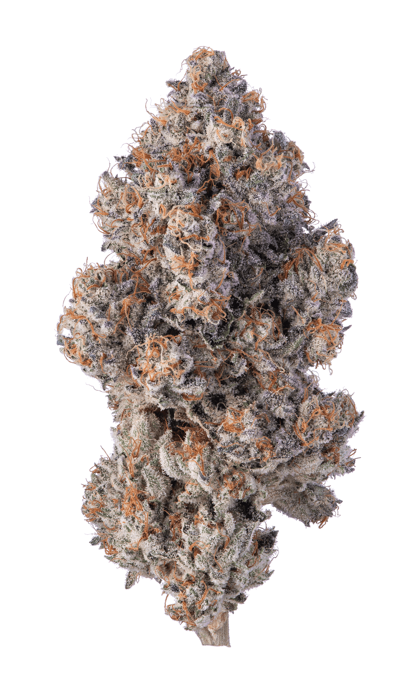 The Story of Khalifa Kush | Khalifa Kush